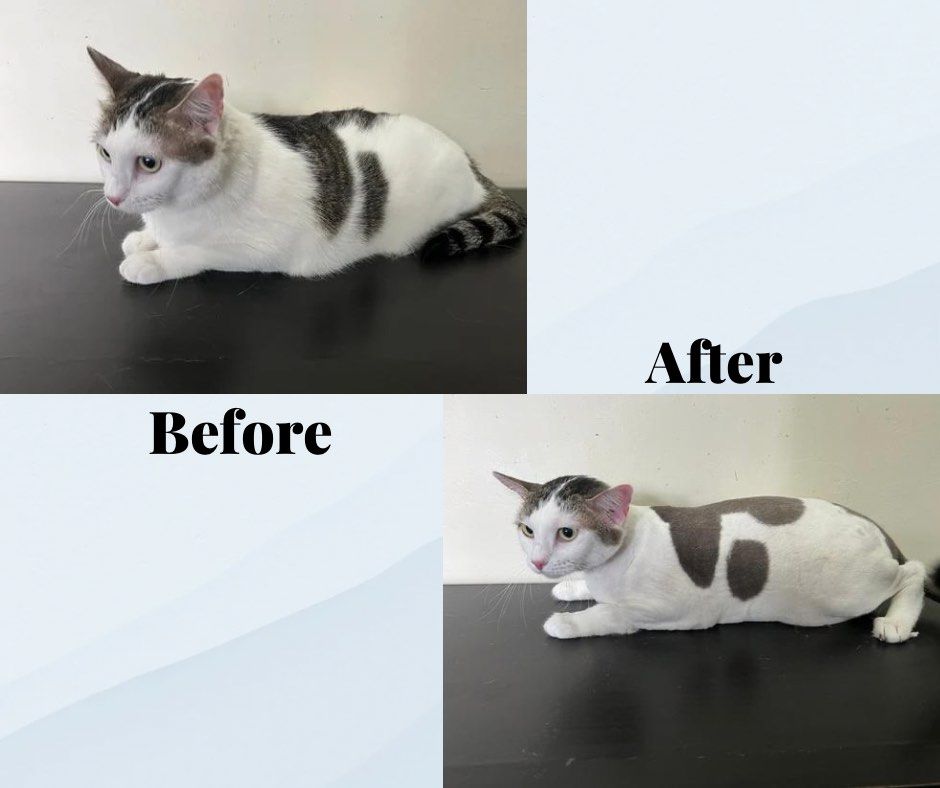 HARI RAYA CAT GROOMING PROMO, Pet Supplies, Health & Grooming on Carousell