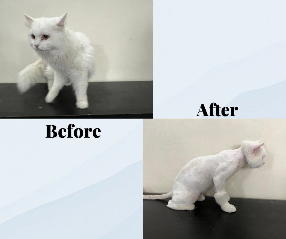 HARI RAYA CAT GROOMING PROMO, Pet Supplies, Health & Grooming on Carousell