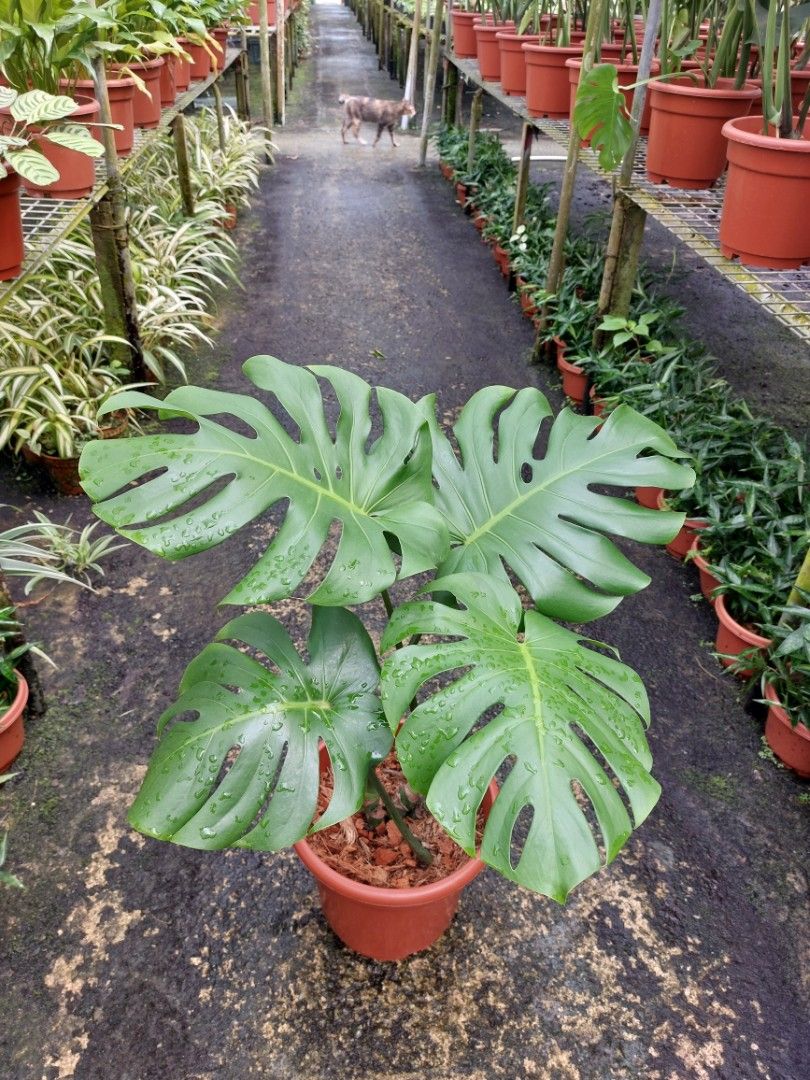 Large Form Monstera Deliciosa with Secondary Fenestration, Furniture ...