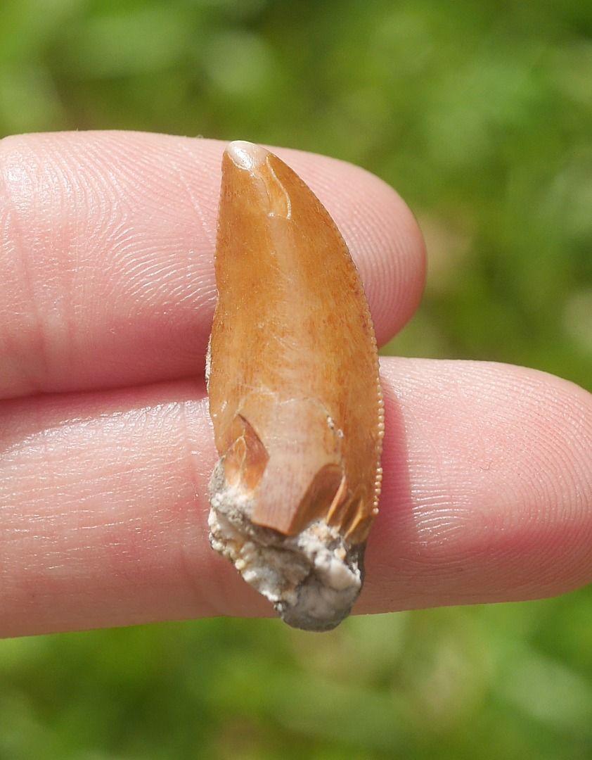 Majungasaurus dinosaur fossil tooth superb, Hobbies & Toys, Memorabilia ...