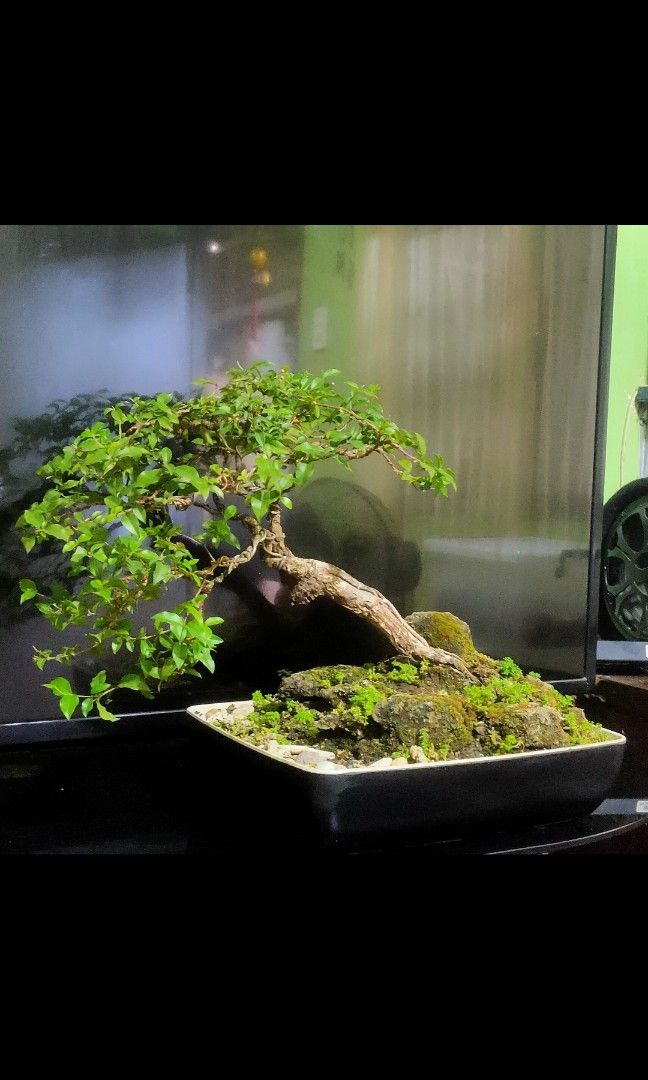 Melendres bonsai tree on Carousell