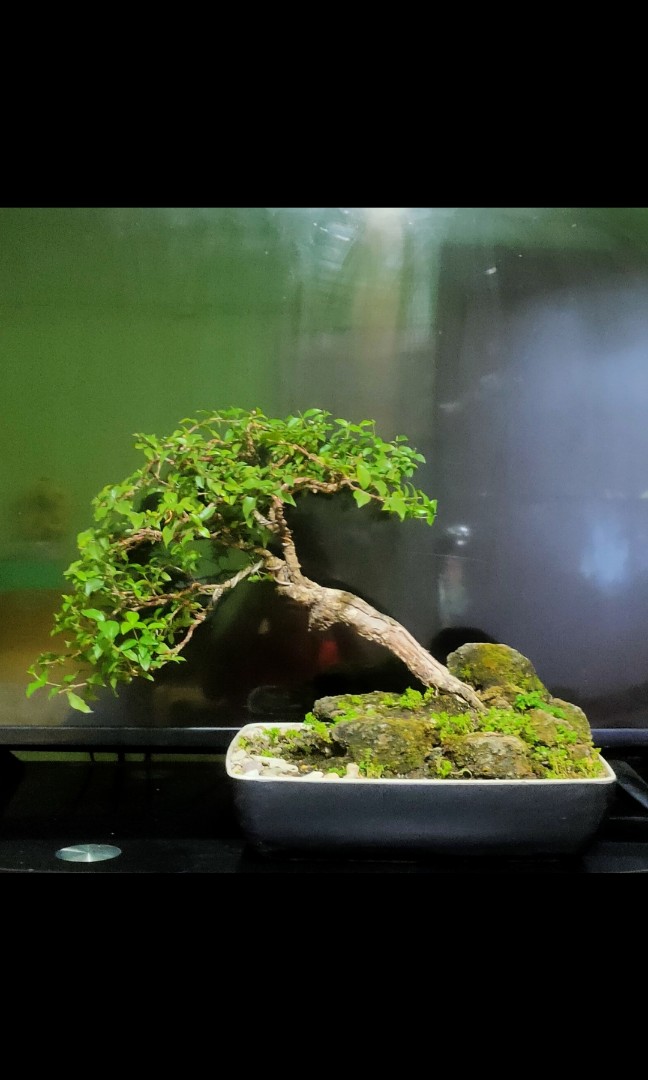 Melendres bonsai tree on Carousell