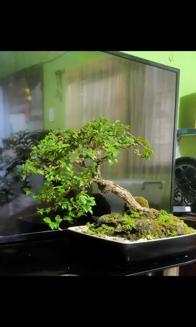 Melendres bonsai tree on Carousell