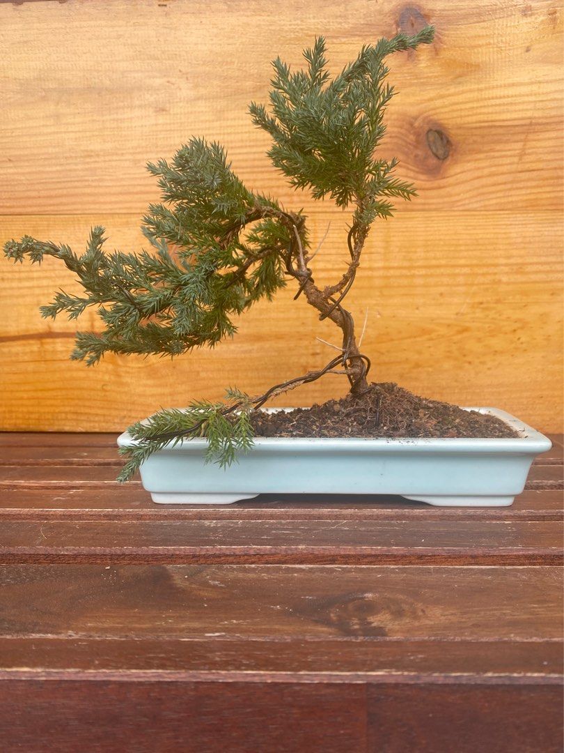 Mini jin deadwood Juniper Juniperus Chinensis Bonsai pine # 9 ...