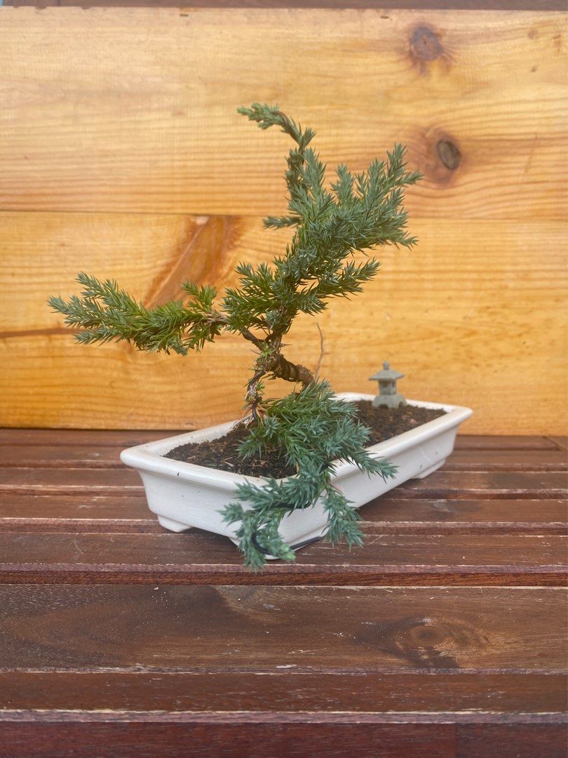 Mini jin deadwood Juniper Juniperus Chinensis Bonsai pine # 10 ...