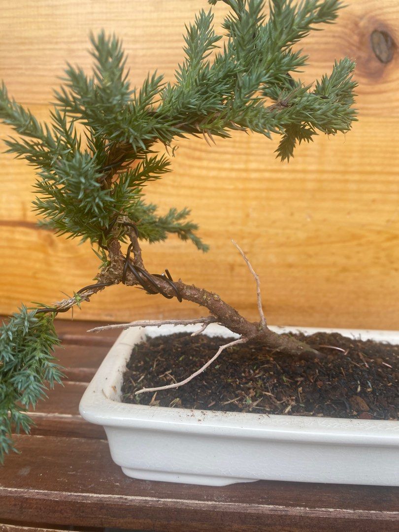 Mini jin deadwood Juniper Juniperus Chinensis Bonsai pine # 10 ...