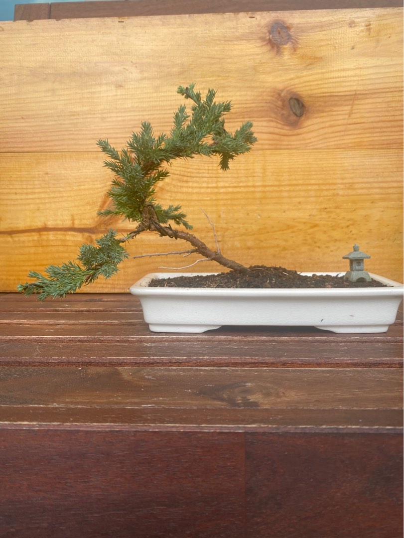 Mini jin deadwood Juniper Juniperus Chinensis Bonsai pine # 10 ...
