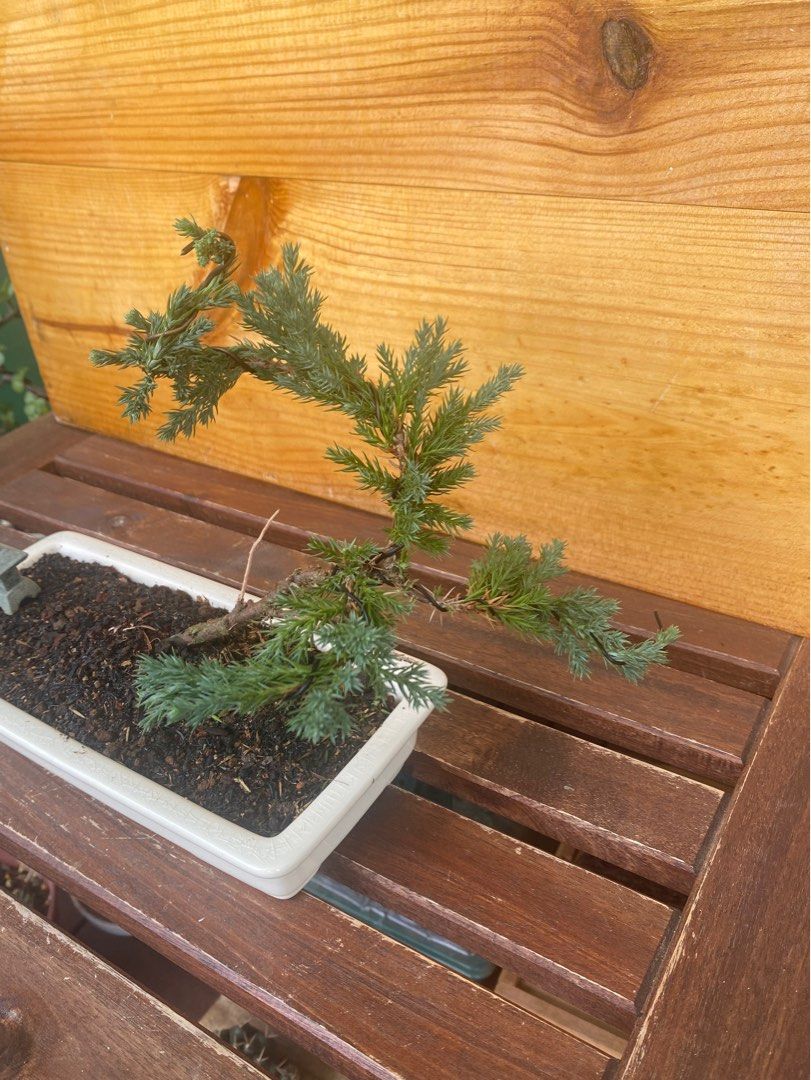 Mini jin deadwood Juniper Juniperus Chinensis Bonsai pine # 10 ...