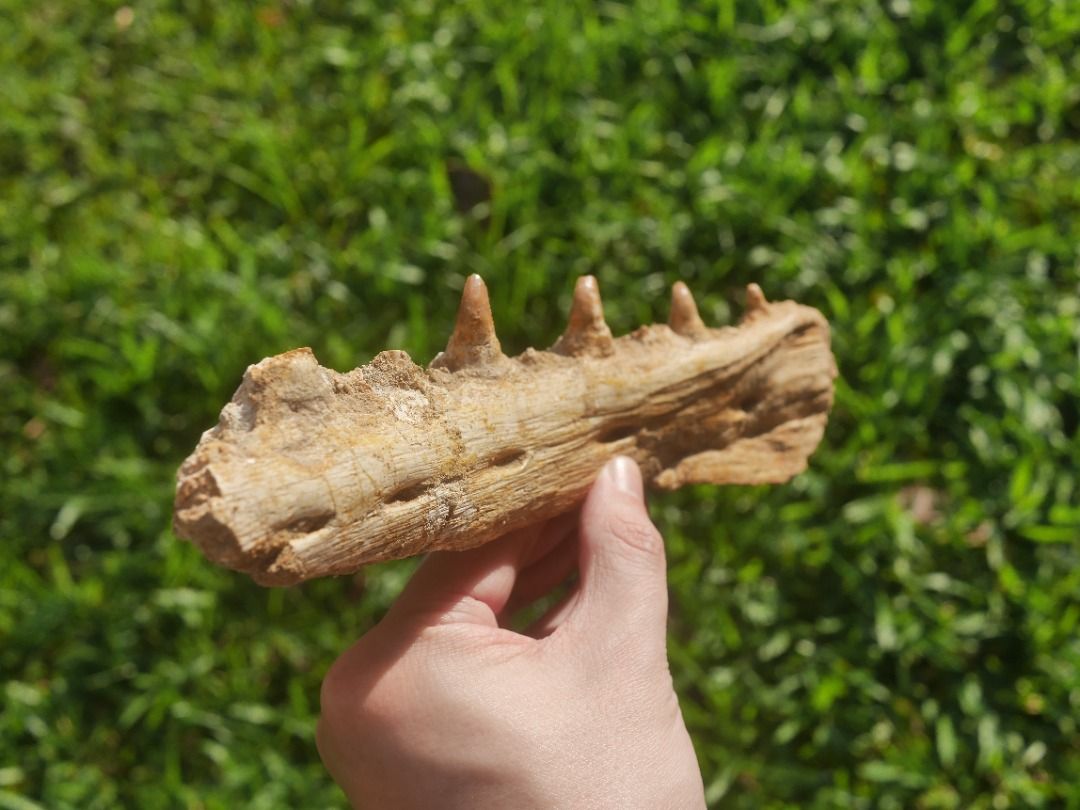 Mosasaur Halisaurus jaw fossil from age of dinosaurs, Hobbies & Toys ...