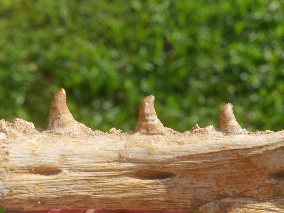 Mosasaur Halisaurus jaw fossil from age of dinosaurs, Hobbies & Toys ...