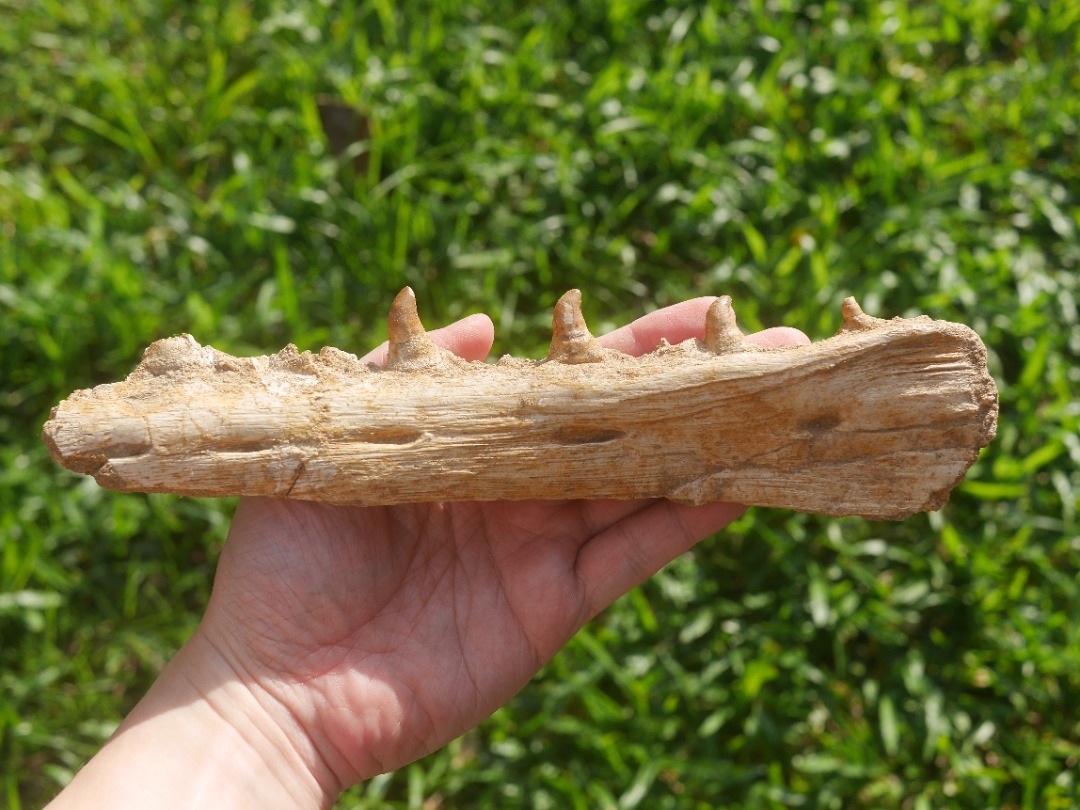 Mosasaur Halisaurus jaw fossil from age of dinosaurs, Hobbies & Toys ...