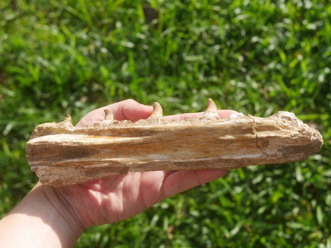 Mosasaur Halisaurus jaw fossil from age of dinosaurs, Hobbies & Toys ...