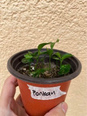 Multiple Ponkan Seedlings in 1 Pot, Furniture & Home Living, Gardening ...