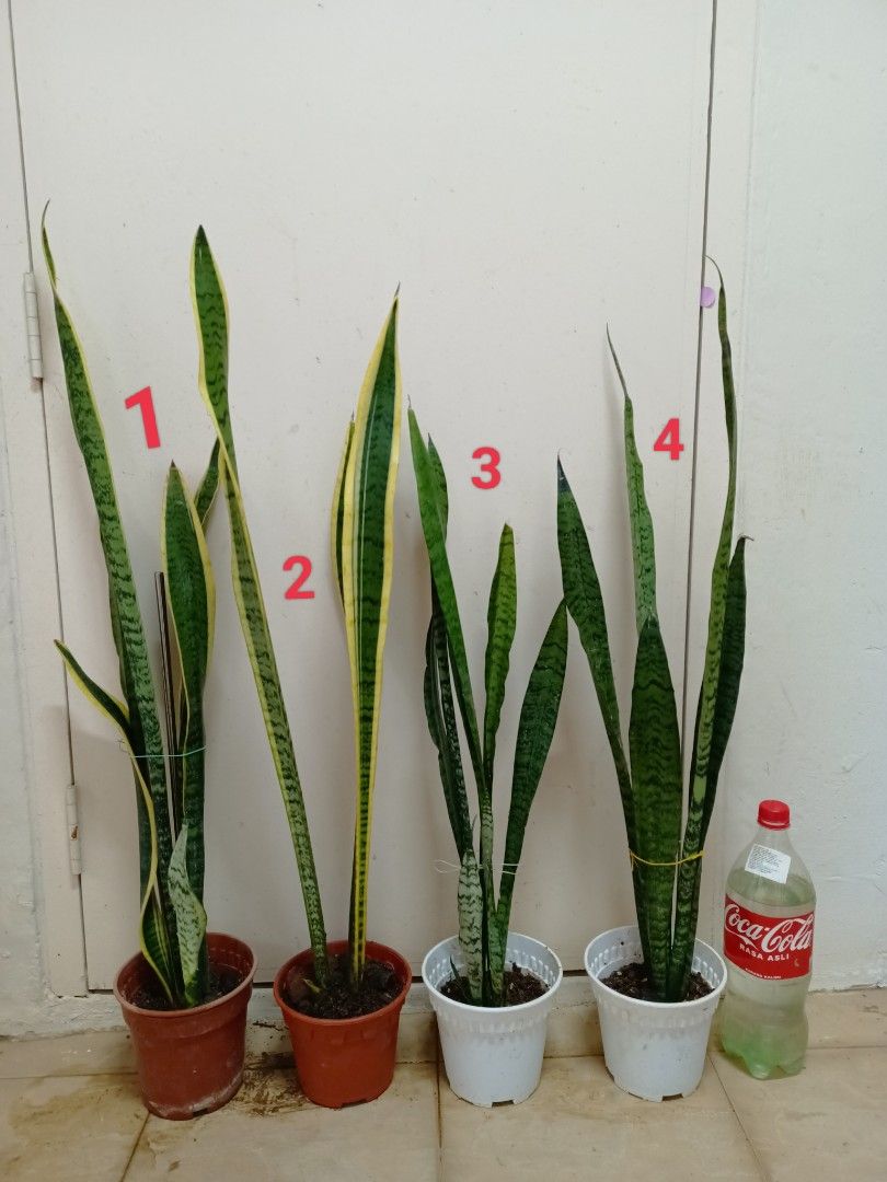 Tall Snake plant, Furniture & Home Living, Gardening, Plants & Seeds on ...