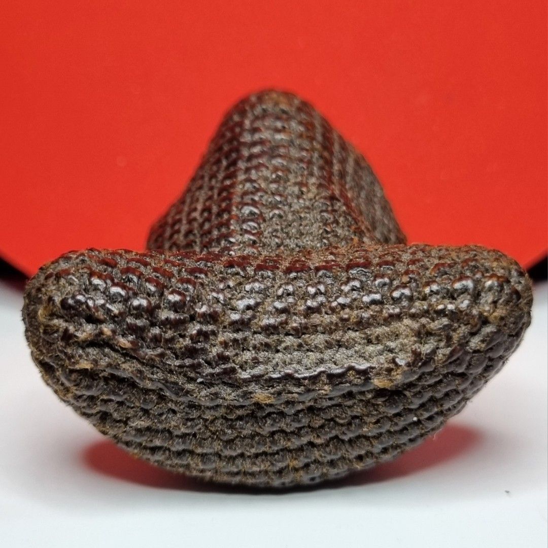 Tok Raja (LP Kron) Phra Pidta, Hobbies & Toys, Memorabilia ...