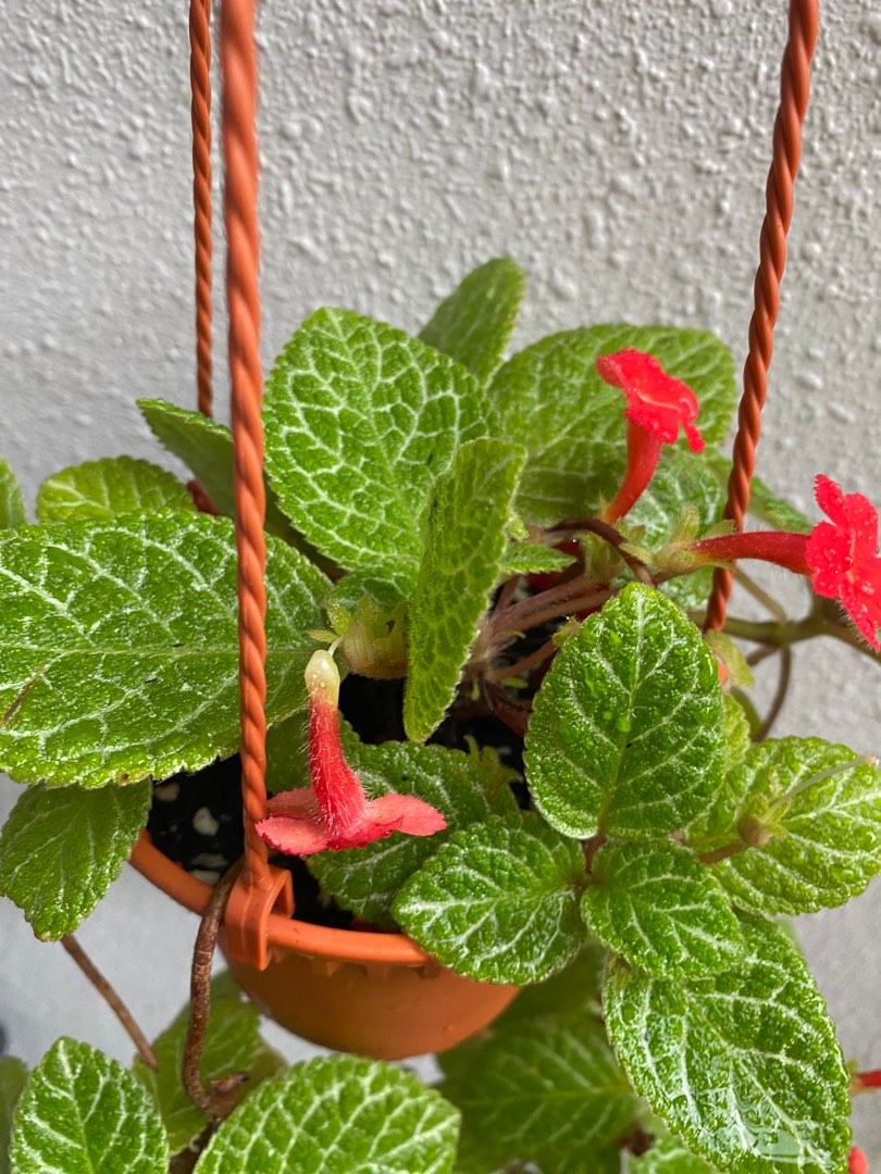 Episcia in hanging pot (4), Furniture & Home Living, Gardening, Plants ...