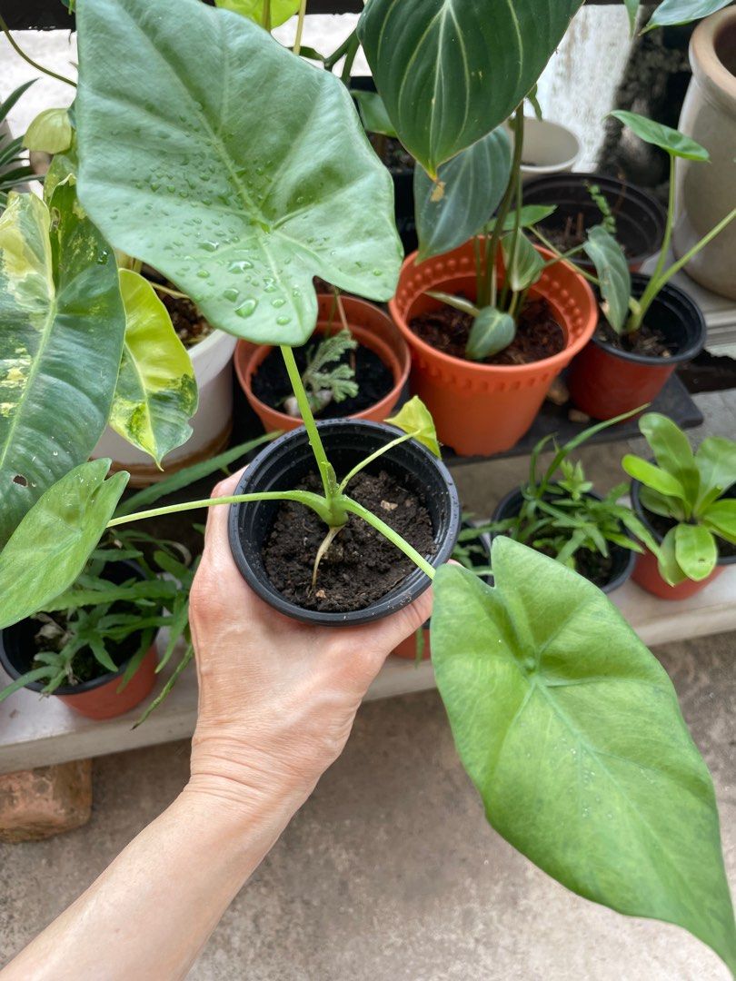 Alocasia Odora plant (Keladi), Furniture & Home Living, Gardening ...