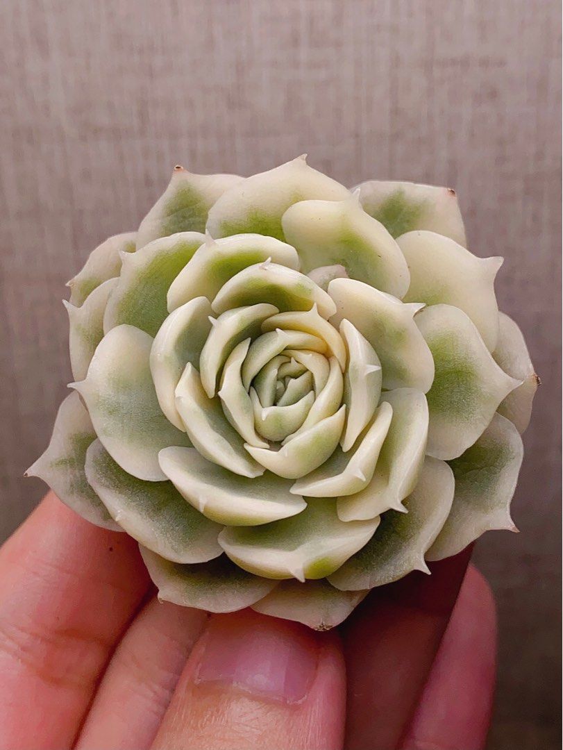 [RARE] Echeveria Onslow Variegated Succulent, Furniture & Home Living ...