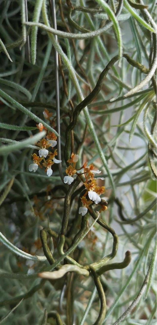 Ghost orchid Microcoelia cornuta, Furniture & Home Living, Gardening ...