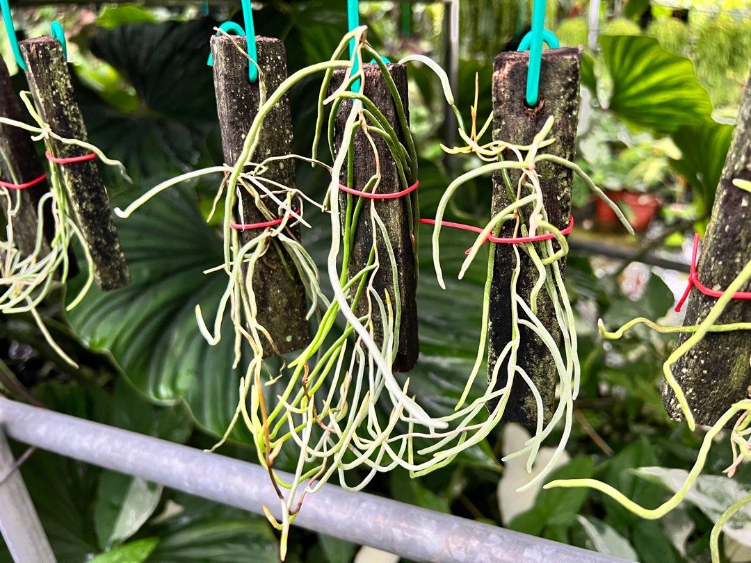 Ghost orchid Microcoelia cornuta, Furniture & Home Living, Gardening ...