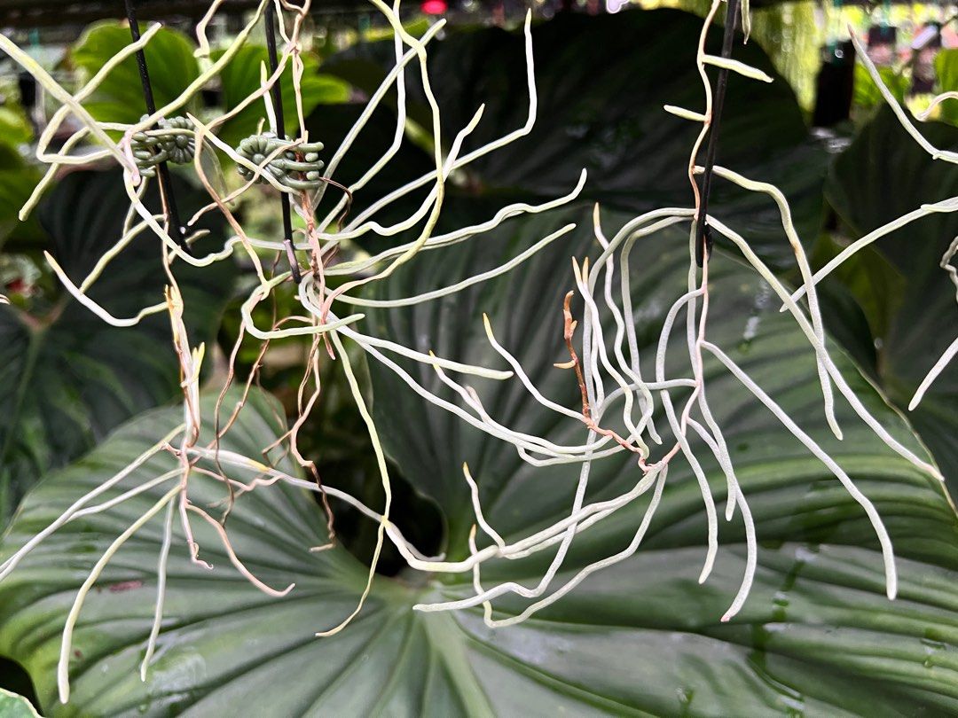 Ghost orchid Microcoelia cornuta, Furniture & Home Living, Gardening ...