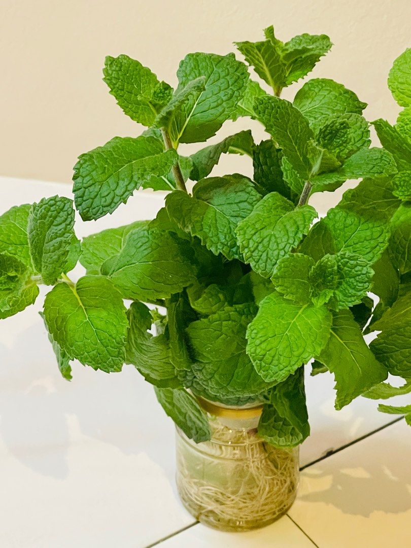 Mint plants rooting, Furniture & Home Living, Gardening, Plants & Seeds ...
