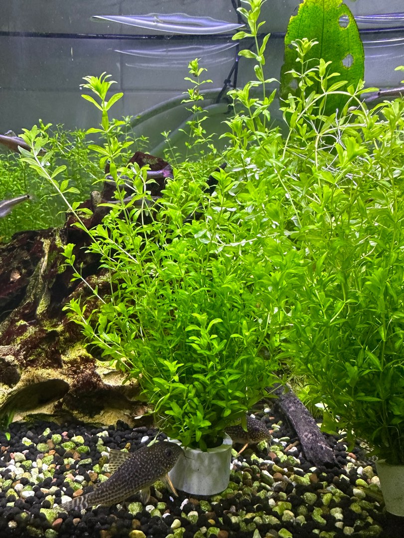 Pearlweed Hemianthus Micranthemoides, Furniture & Home Living ...