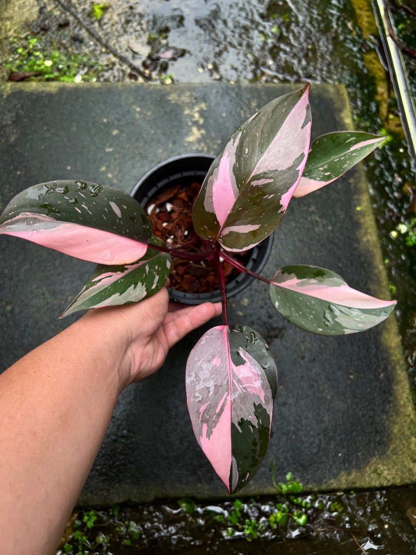 Philodendron Pink Princess Marble King, Furniture & Home Living ...