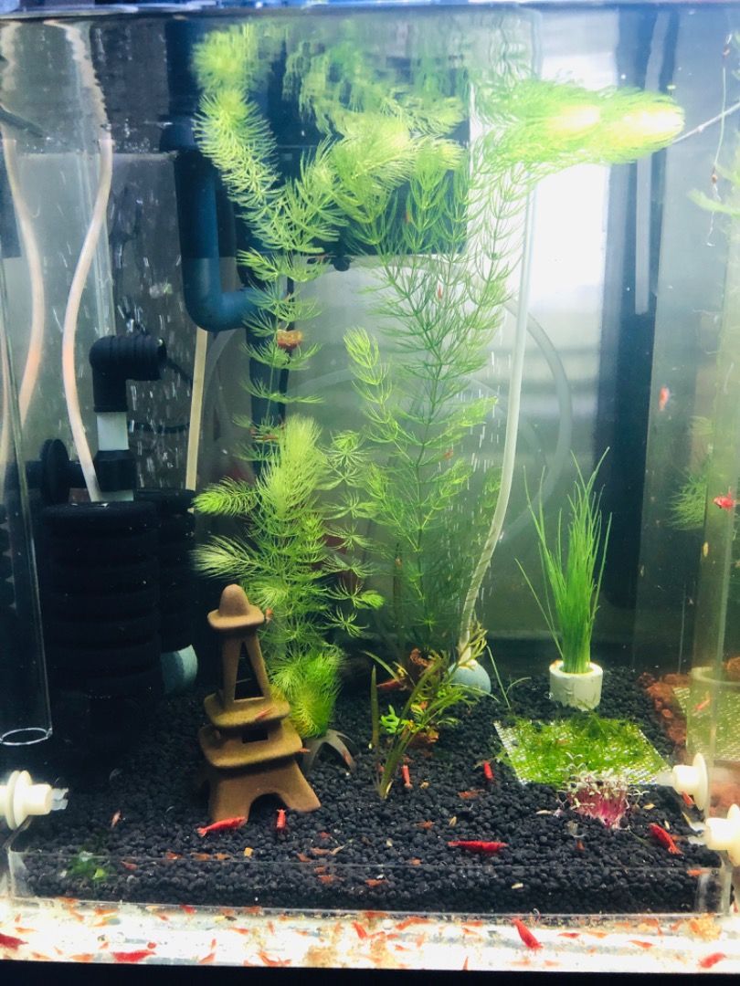Shrimp tank ,water grass and shrimp food, Pet Supplies, Homes & Other ...