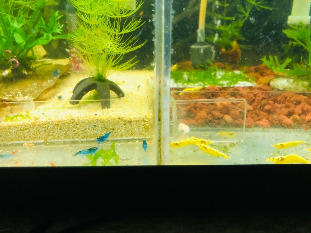 Shrimp tank ,water grass and shrimp food, Pet Supplies, Homes & Other ...