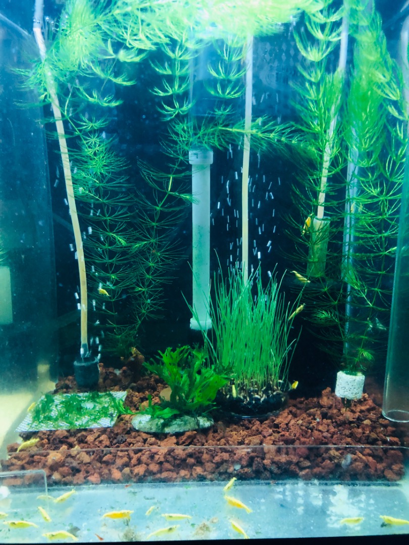 Shrimp tank ,water grass and shrimp food, Pet Supplies, Homes & Other ...