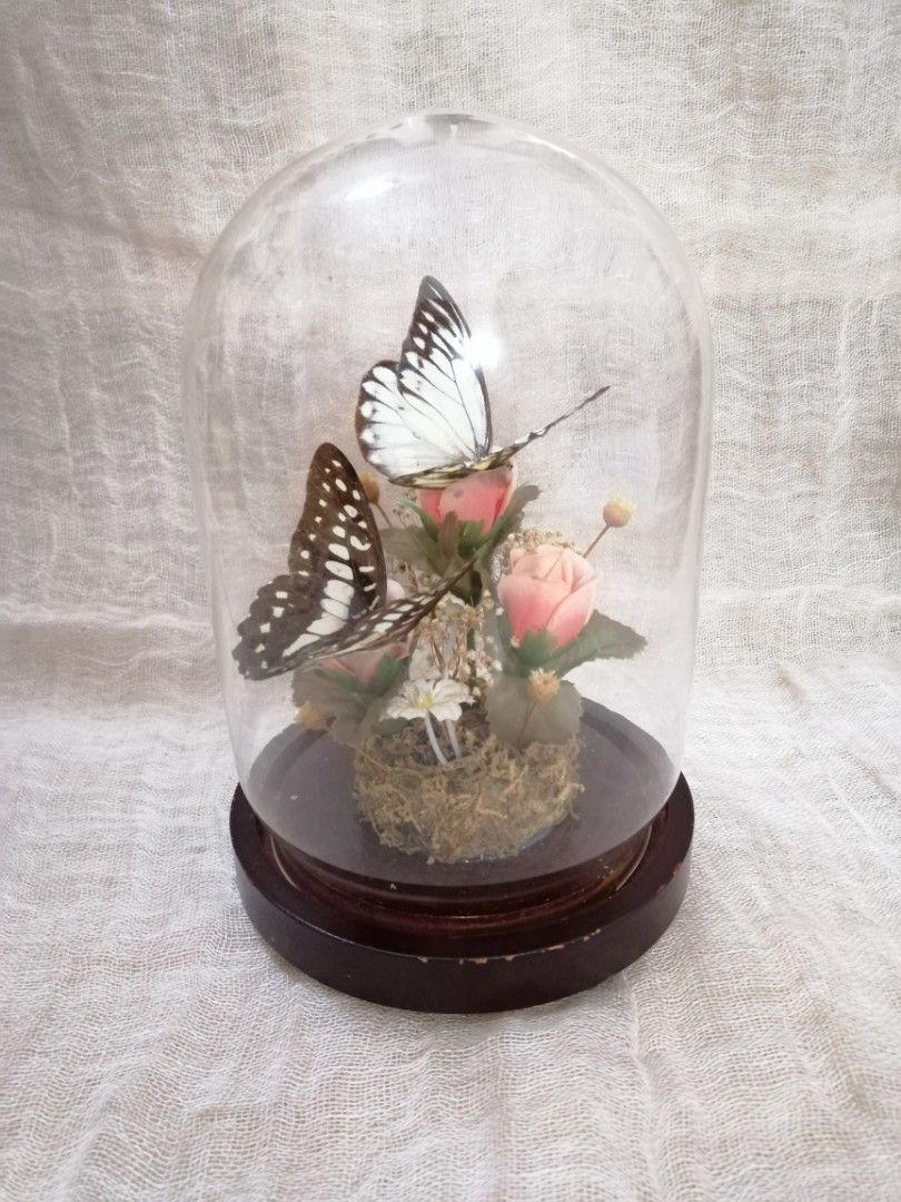 Vintage taxidermy real butterfly glass cloche wooden base hiasan rama ...