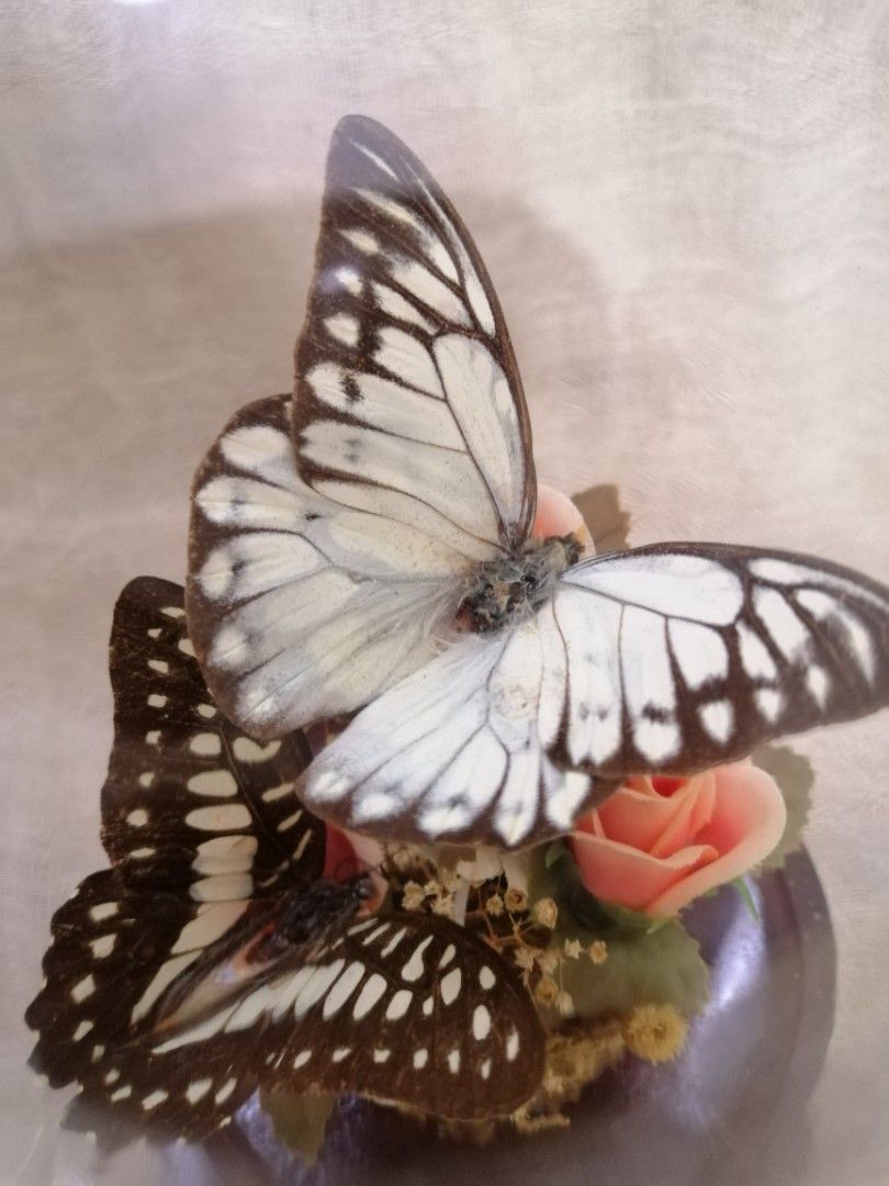 Vintage taxidermy real butterfly glass cloche wooden base hiasan rama ...