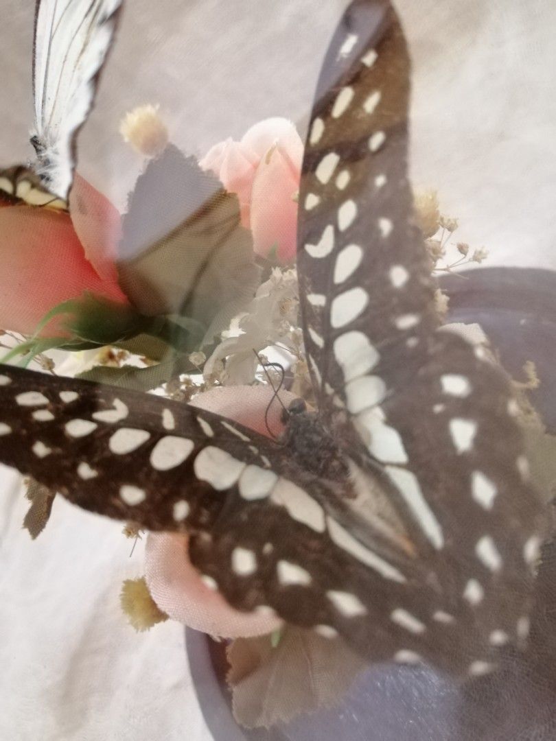 Vintage taxidermy real butterfly glass cloche wooden base hiasan rama ...