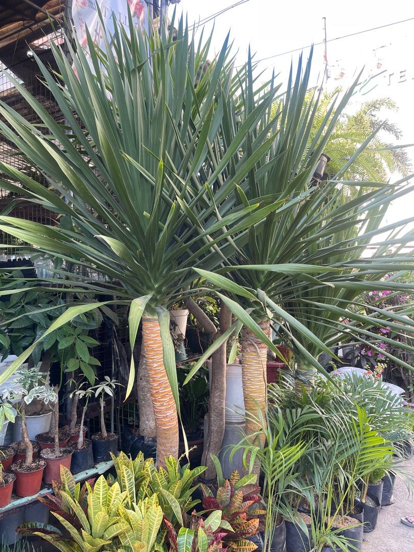 Yuka Plant, Furniture & Home Living, Gardening, Plants & Seeds on Carousell