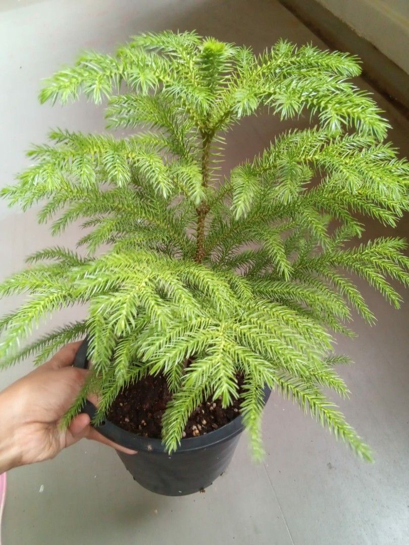 Araucaria Heterophylla Norfolk Island pine star pine Bushy Healthy ...