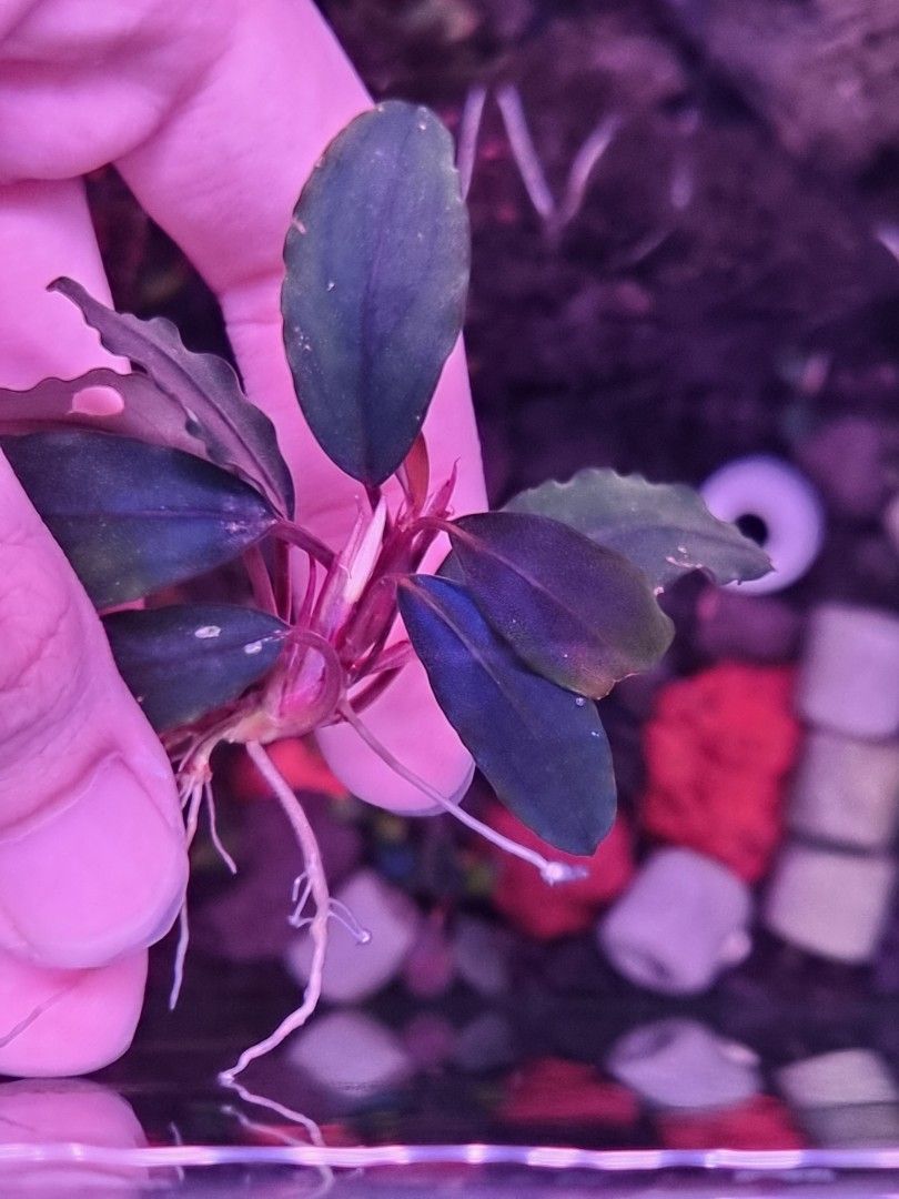 Bucephalandra elegant blue|buce bucep|aquatic aquarium fresh live ...