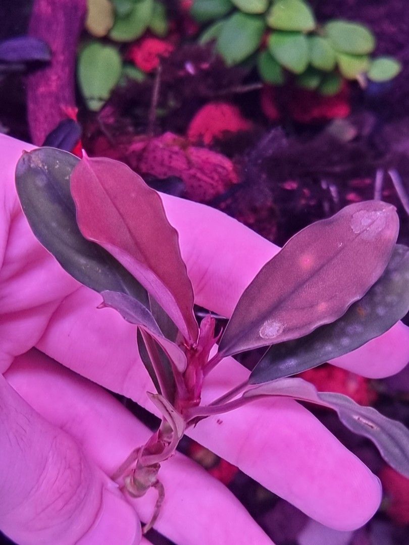 Bucephalandra red theia|buce bucep|aquatic aquarium fresh live plants ...