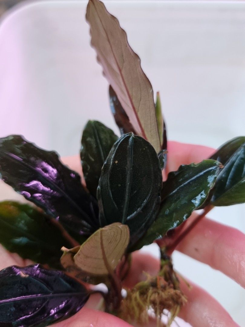 Bucephalandra skeleton king/dark achilles/kishii|buce bucep|aquatic ...