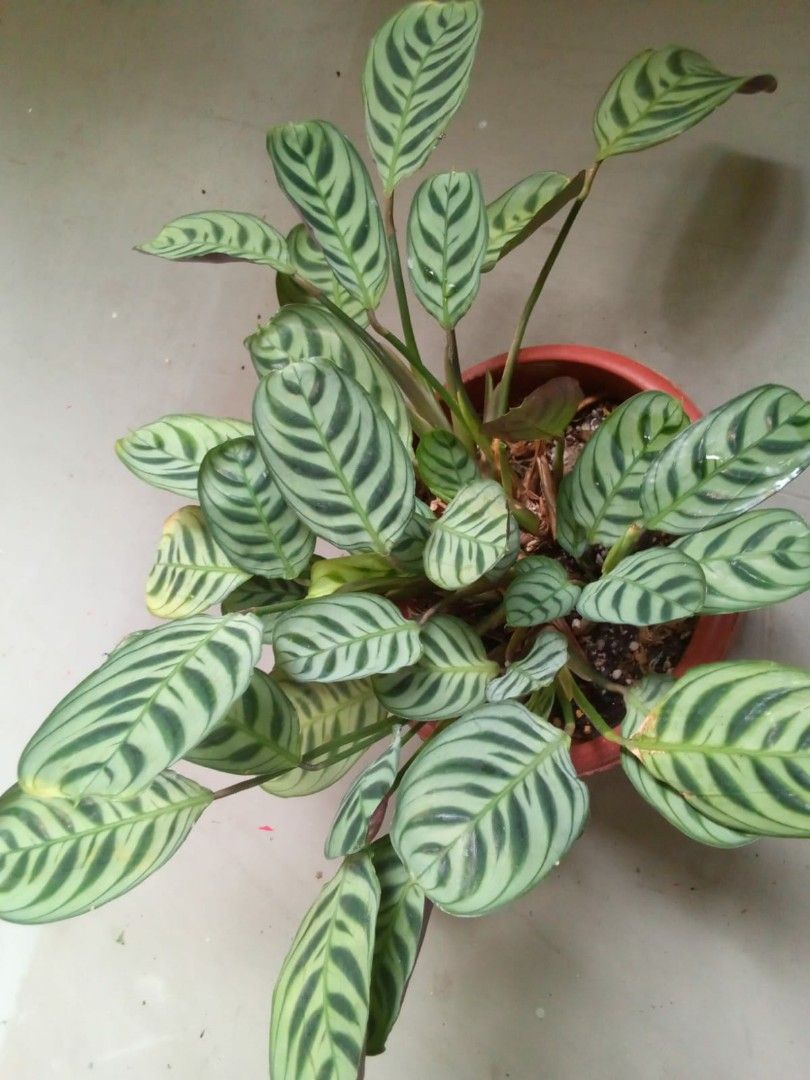 Calathea Burle Marxii Fishbone Prayer Plant Ctenanthea Bushy Healthy ...