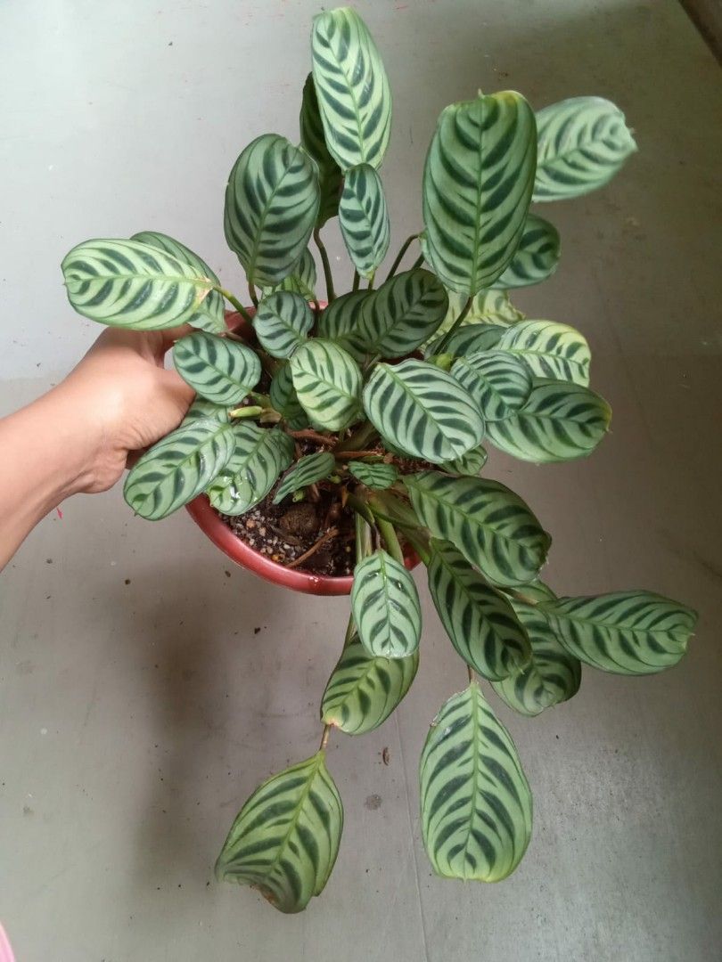 Calathea Burle Marxii Fishbone Prayer Plant Ctenanthea Bushy Healthy ...