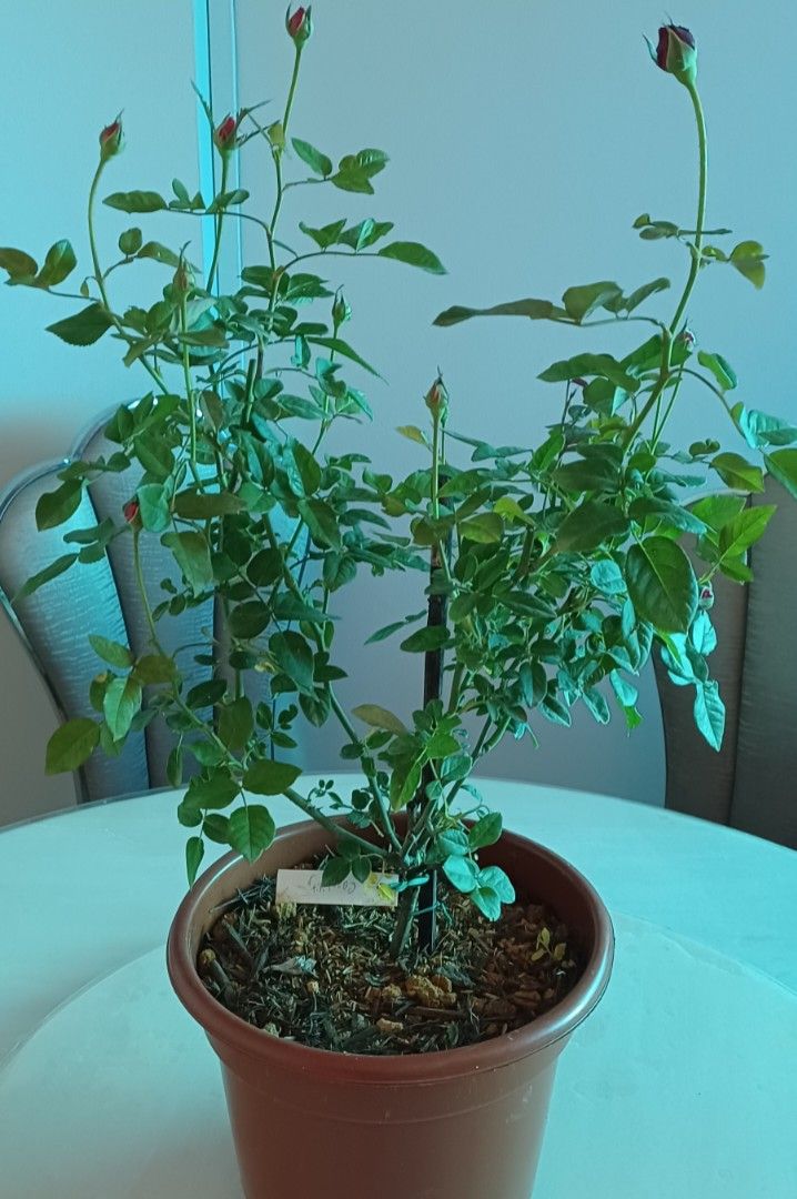 Capability David Austin Rose plant, Furniture & Home Living, Gardening ...