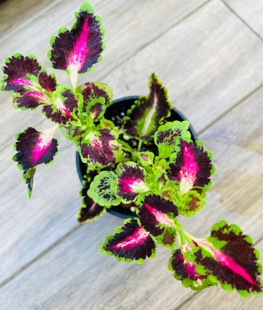Coleus Copper Ruffles, Furniture & Home Living, Gardening, Plants ...
