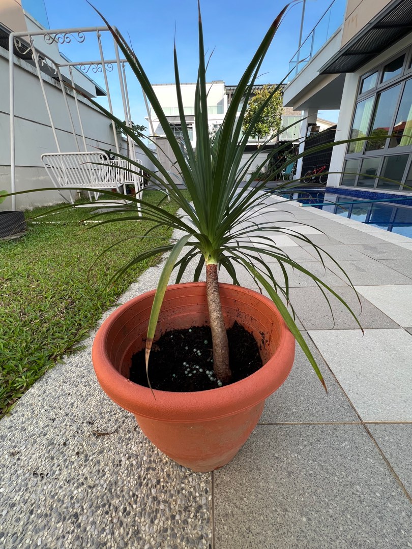 Dragon palm (Dracaena Marginata), Furniture & Home Living, Gardening ...
