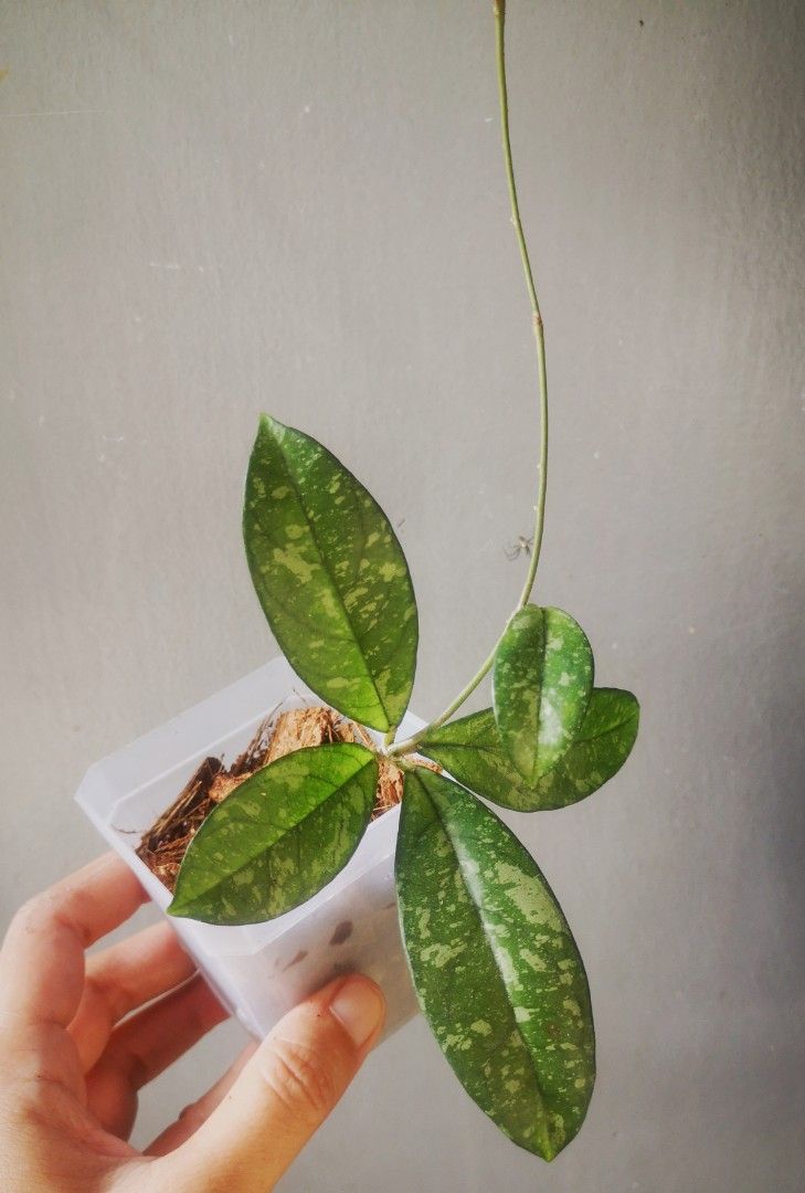Hoya crassipetiolata splash, Furniture & Home Living, Gardening, Plants ...