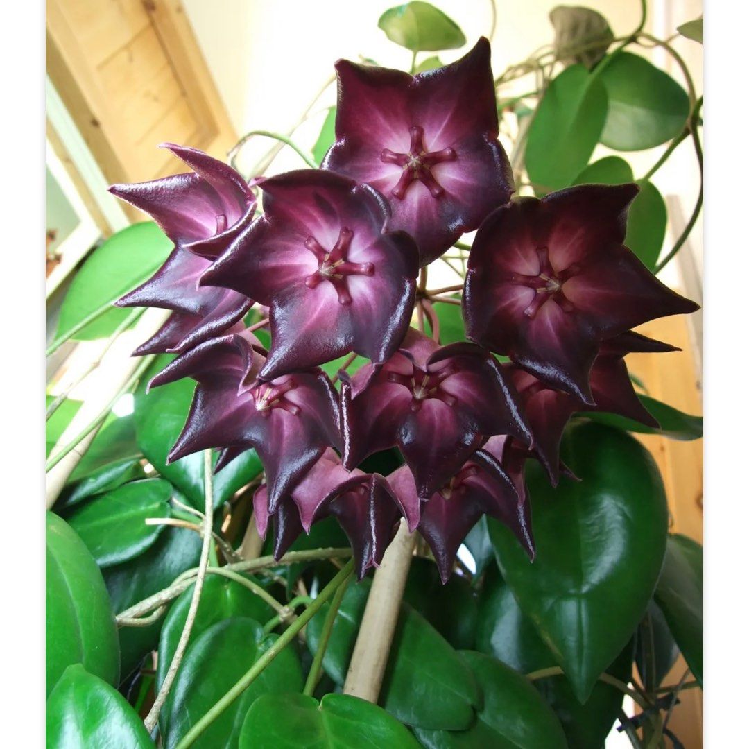 Hoya macgillivrayi, Furniture & Home Living, Gardening, Plants & Seeds ...