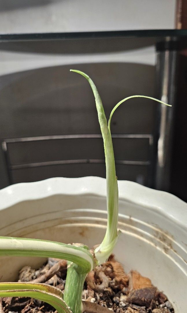 Monstera Borsigiana Albo / Borsi Albo, Furniture & Home Living ...