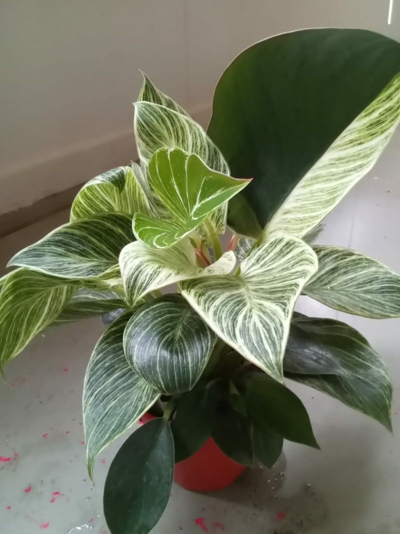 Mother Plant Philodendron Birkin Albo White Variegated Half Moon Bushy ...