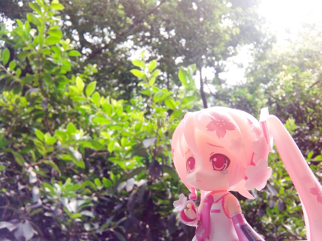 Nendoroid 274: Hatsune Miku Sakura ver. (Vocaloid), Hobbies & Toys ...