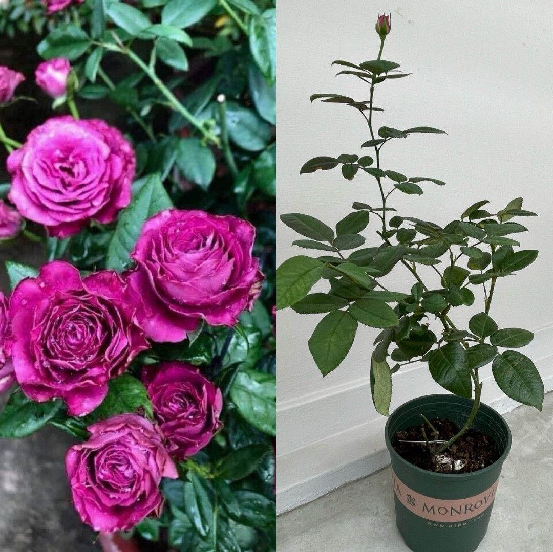 Own root rose ID variety information, Furniture & Home Living ...